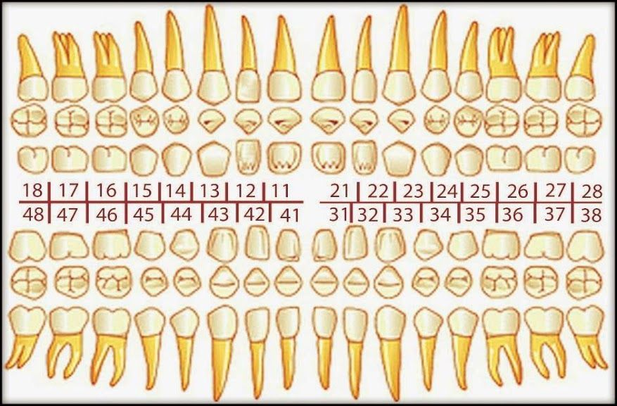 Odontograma: tudo o que você precisa saber! - Cloudia - Assistente ...